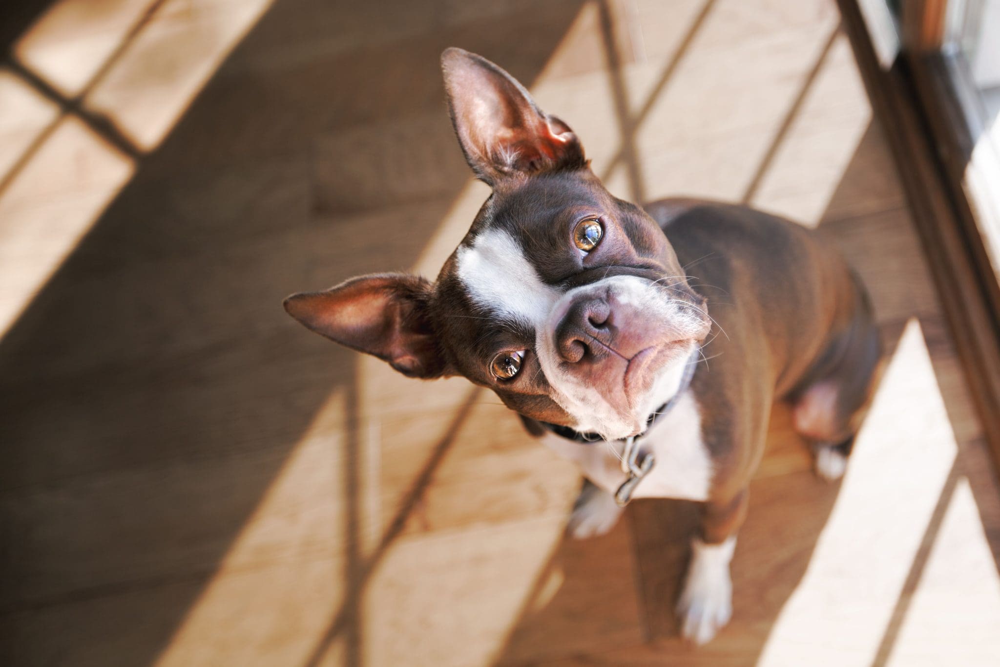 Understanding Your Pet's Body Language: A Comprehensive Guide - Radio ...