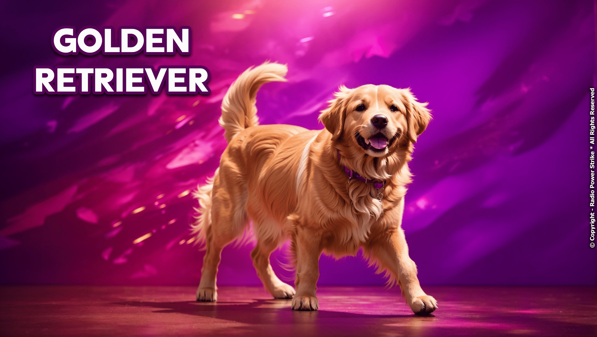 What is the Difference Between Labrador and Golden Retriever? - Radio ...
