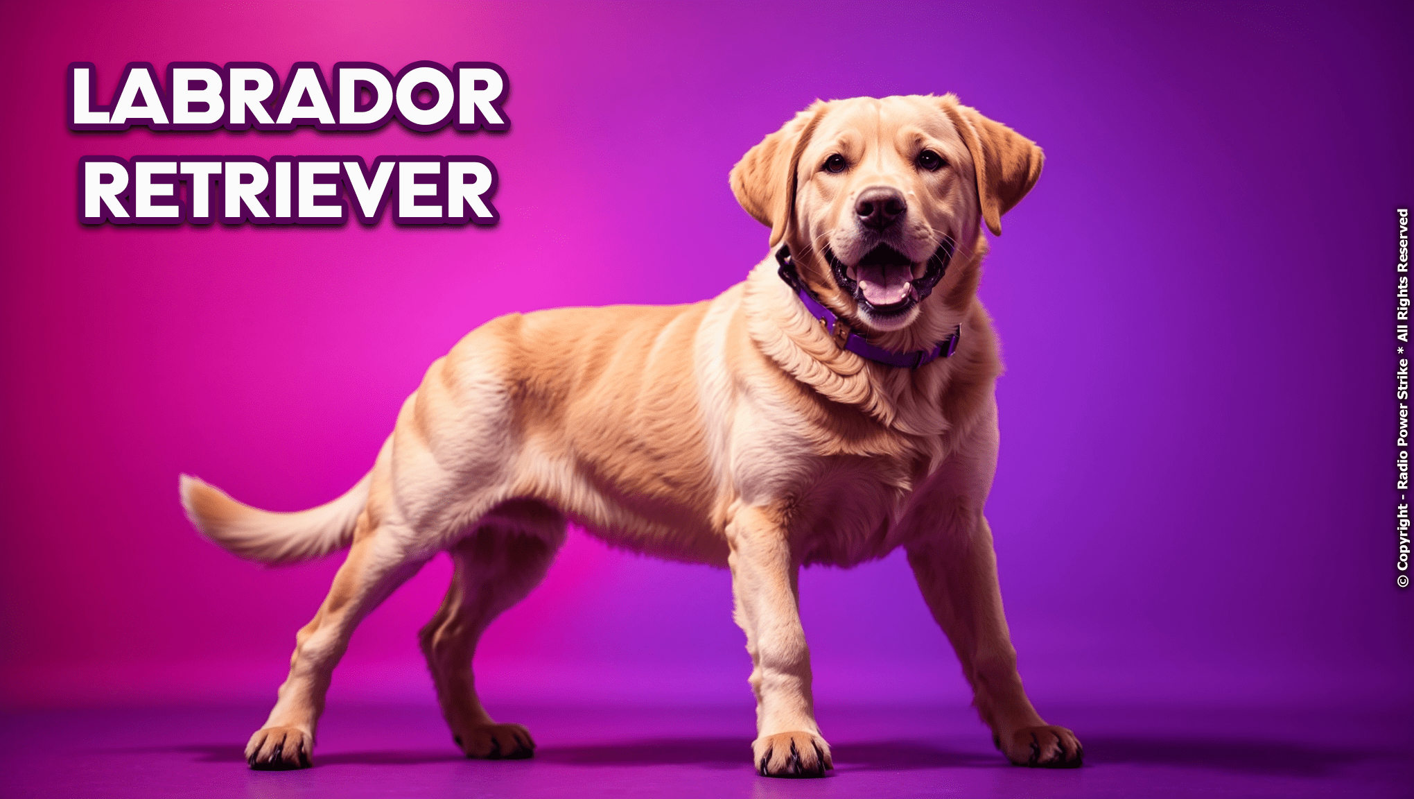 What is the Difference Between Labrador and Golden Retriever? - Radio ...