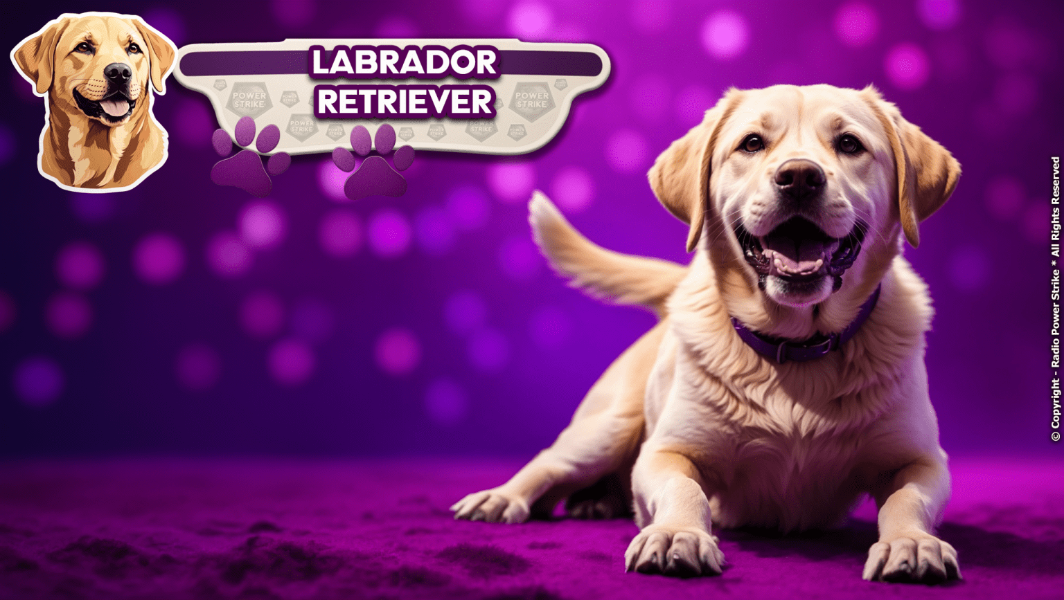 The Labrador Retriever: A Comprehensive Guide - Radio Power Strike ...