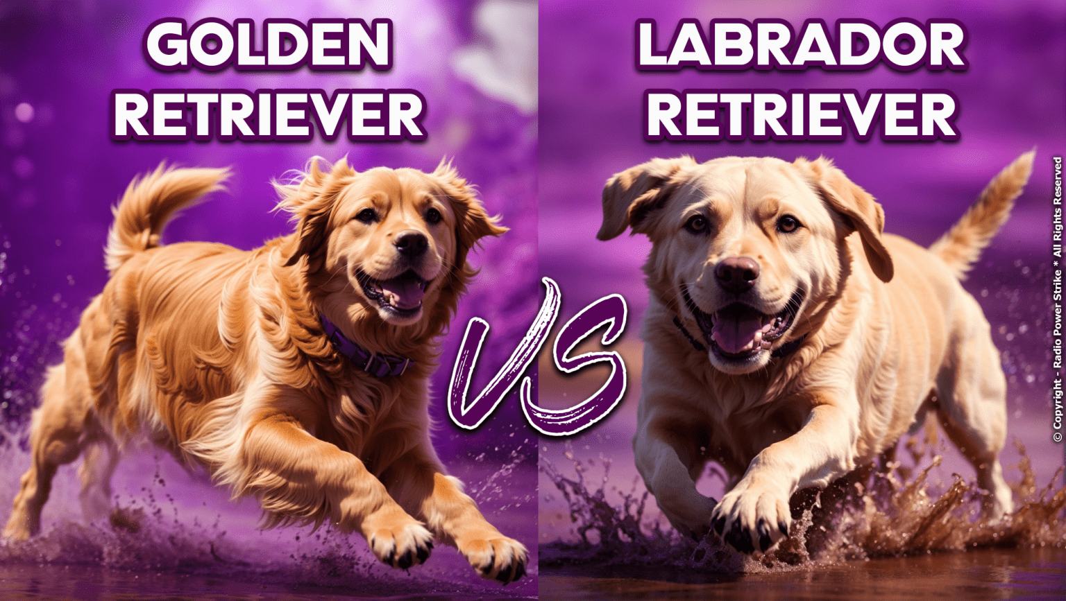 What is the Difference Between Labrador and Golden Retriever? - Radio ...